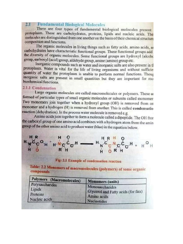 First year biology Biological molecules and condensation | PDF