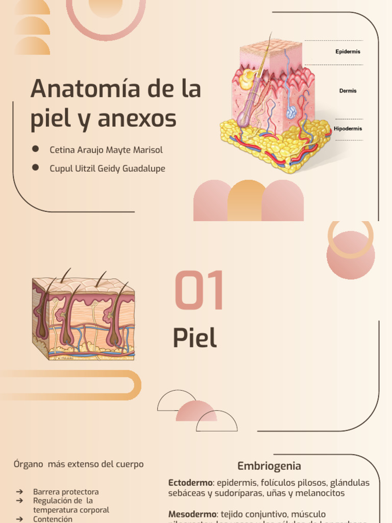 Anatomía de La Piel y Anexos | Descargar gratis PDF | Piel | Epidermis