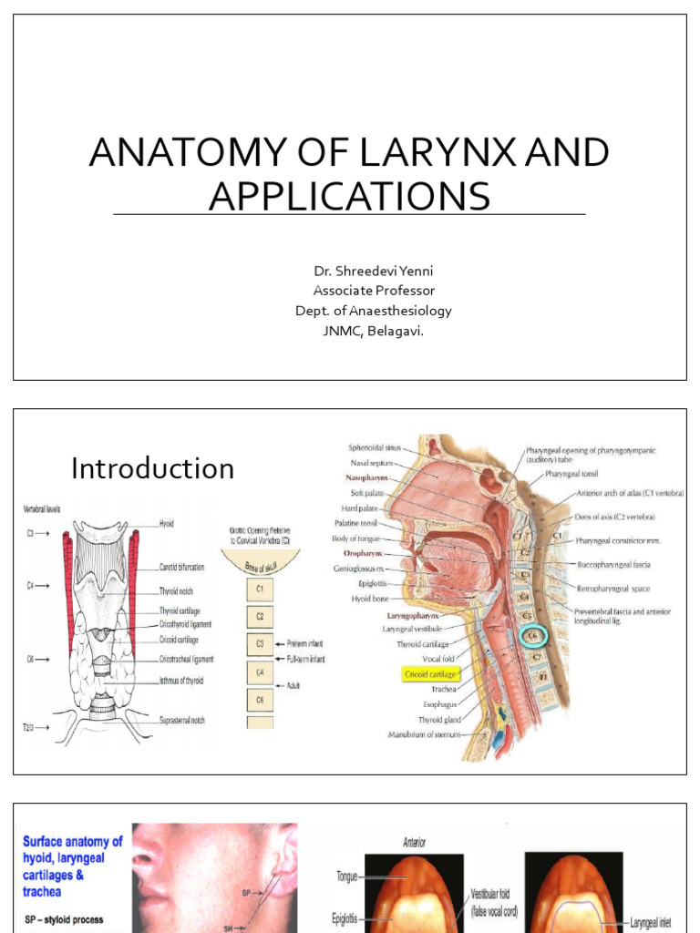 Anatomy of Larynx | PDF | Larynx | Common Carotid Artery