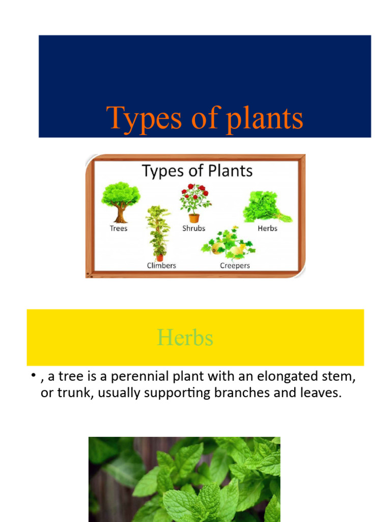Plant Types: Herbs, Shrubs, Trees | PDF | Science & Mathematics ...