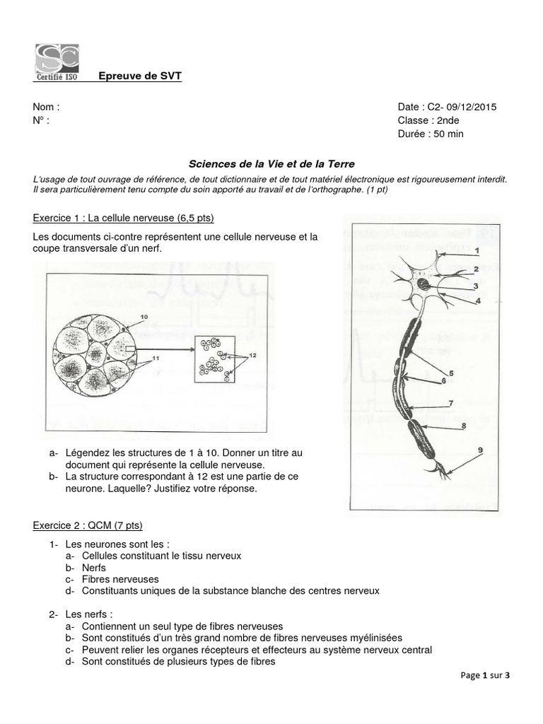 Épreuve de SVT : Cellules nerveuses et photosynthèse | PDF | Nerf ...