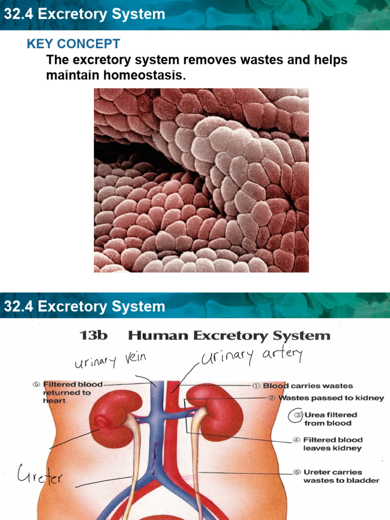 Excretory System Powerpoint | PDF | Kidney | Human Body