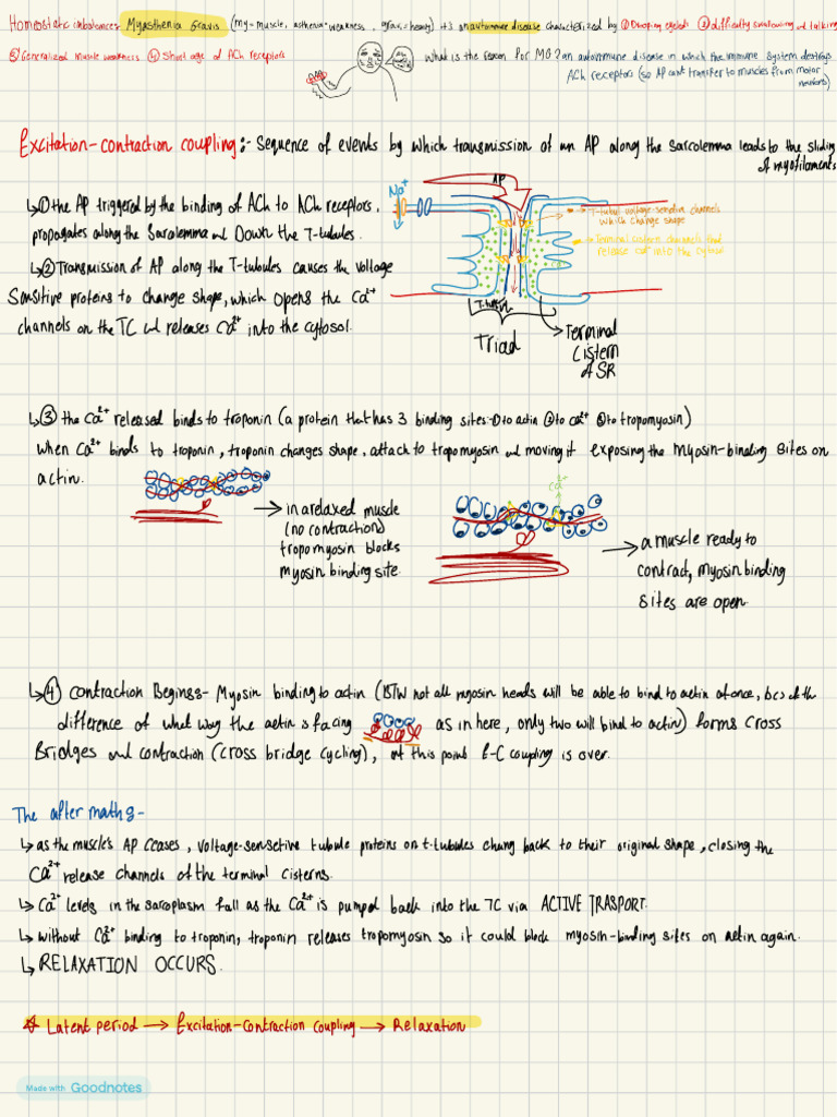 Human Bio - E-C Coupling | PDF | Muscle Contraction | Anatomy