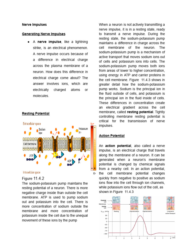 Anaphy Lec Reviewer | PDF | Chemical Synapse | Action Potential