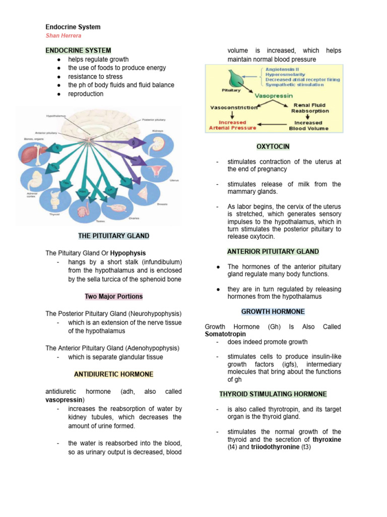Endocrine System Reviewer | Download Free PDF | Adrenal Gland ...
