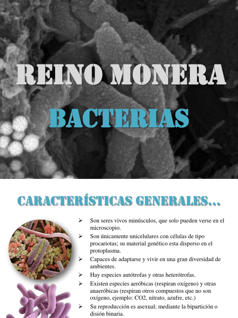 Reino Monera - 100243 | PDF | Las bacterias | Procariota