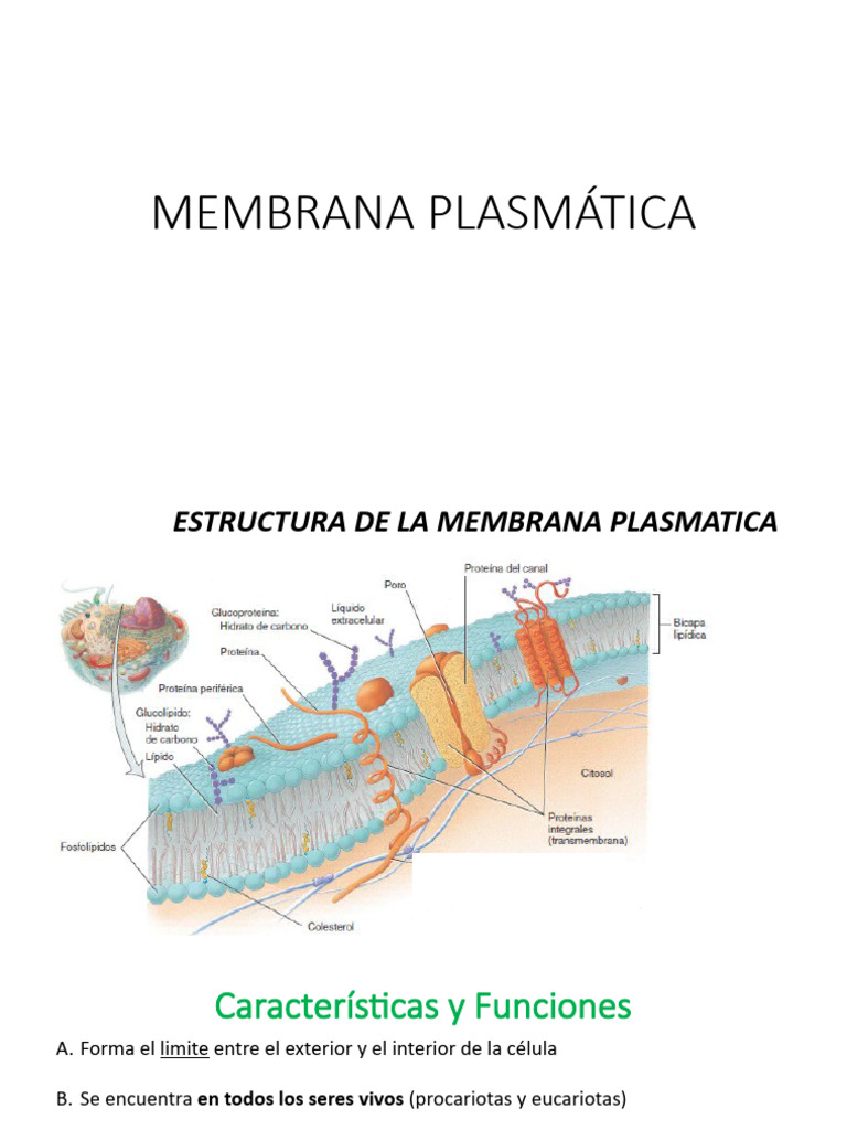 Estructura y Función de la Membrana Plasmática | PDF | Bicapa lipídica ...