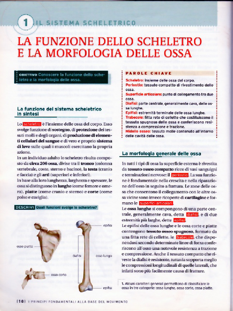 Apparato Scheletrico | PDF
