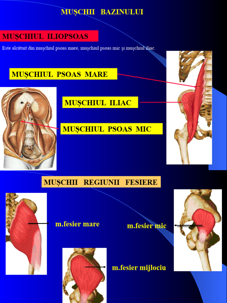 CD-6 Muschii Bazinului | PDF