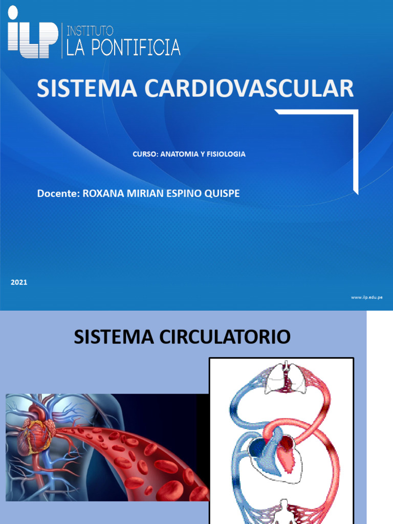 Anatom - Clase 7-Sistema Circulatorio | PDF | Vena | Sistema circulatorio