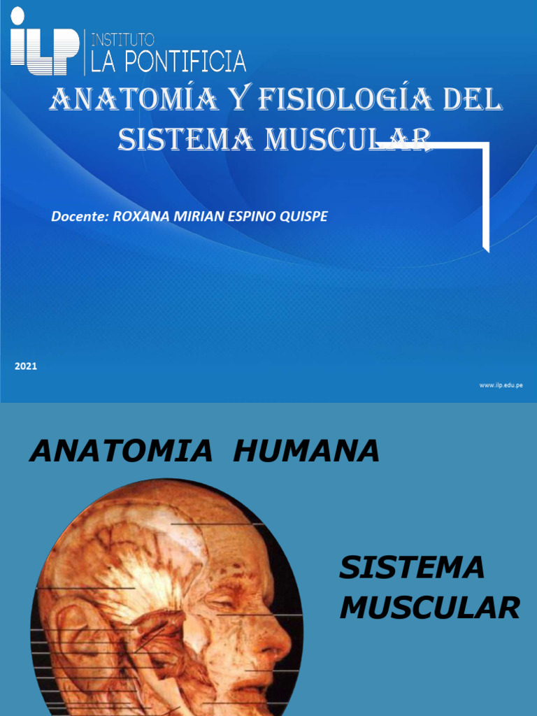 ANATOM - CLASE 4_compressed | PDF | Mano | Tórax