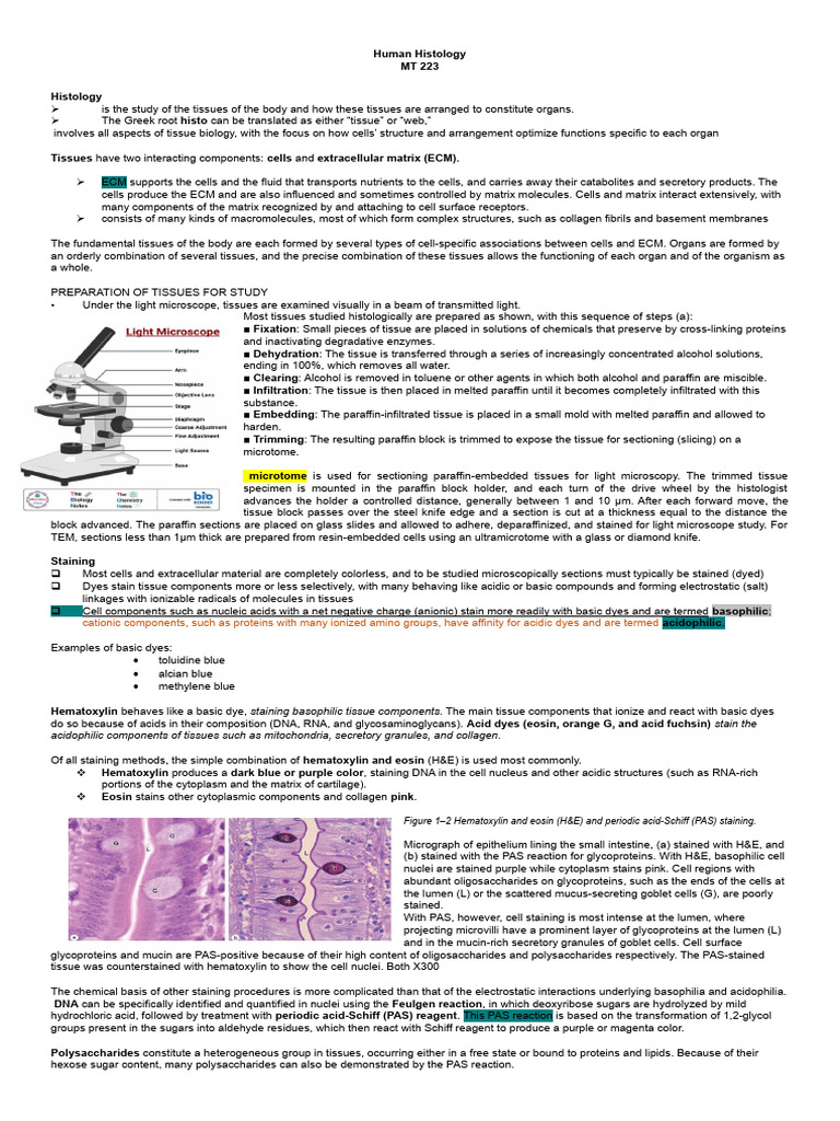 Word Doc Human Histo | PDF | Staining | Histology
