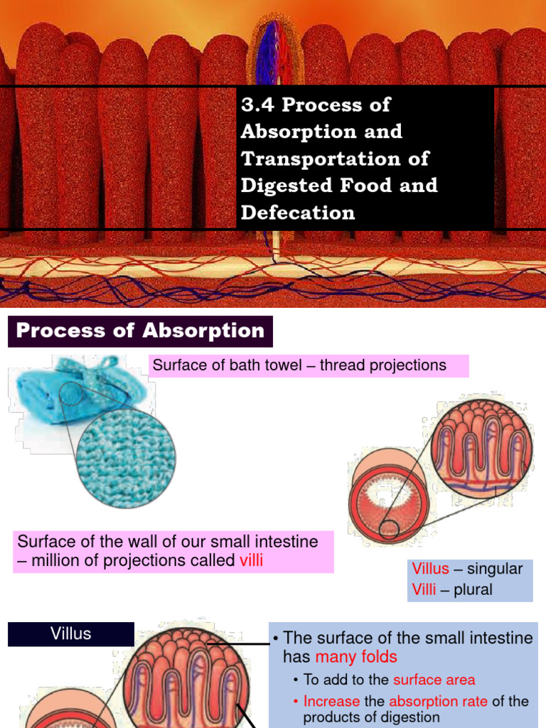 3 4 Process of Absorption and Transportation of Digested Food and | PDF ...
