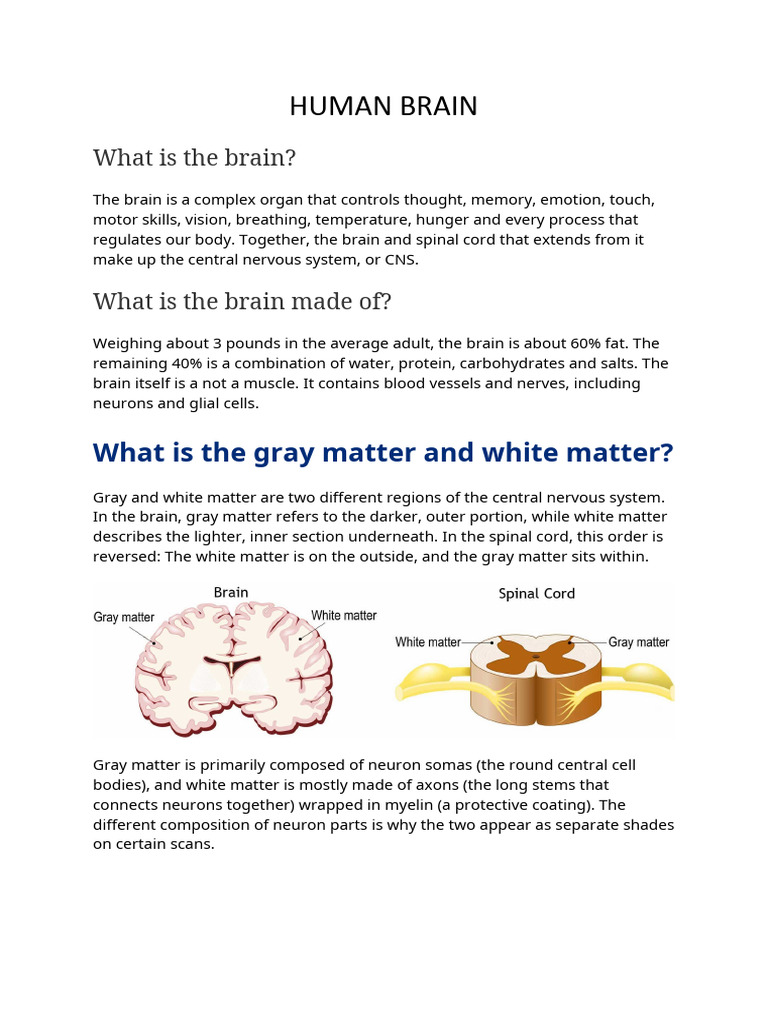 Human Brain | PDF | Cerebrum | Central Nervous System
