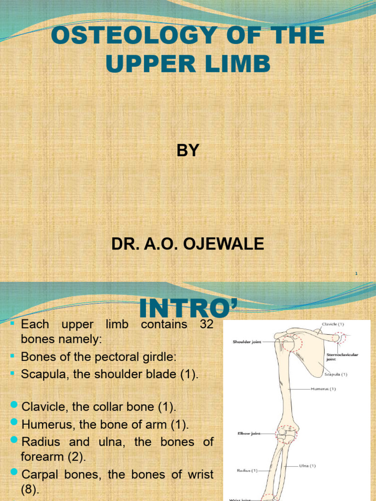 Upper Limb Osteology Guide | PDF | Elbow | Joints