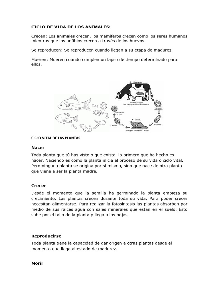 CICLO DE VIDA DE LOS ANIMALES | PDF | Plantas | Adultos
