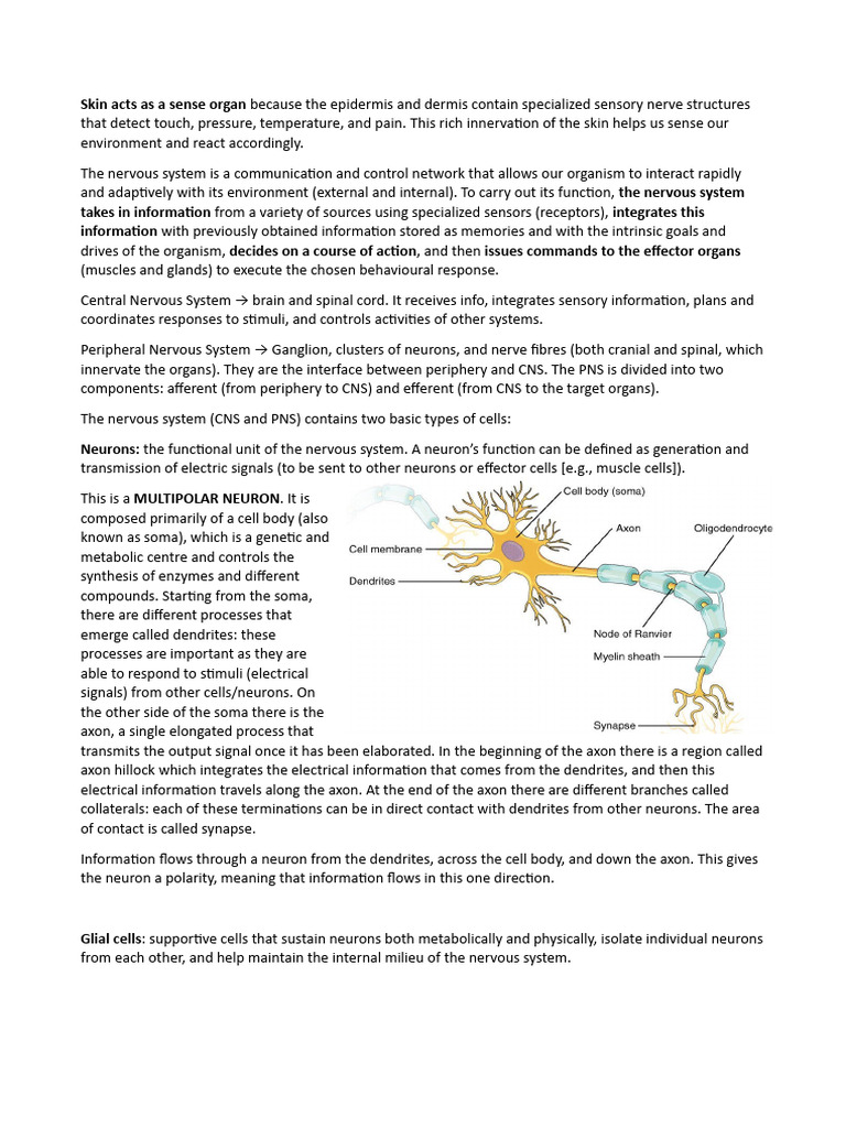 Neurons - Skin | Download Free PDF | Chemical Synapse | Action Potential