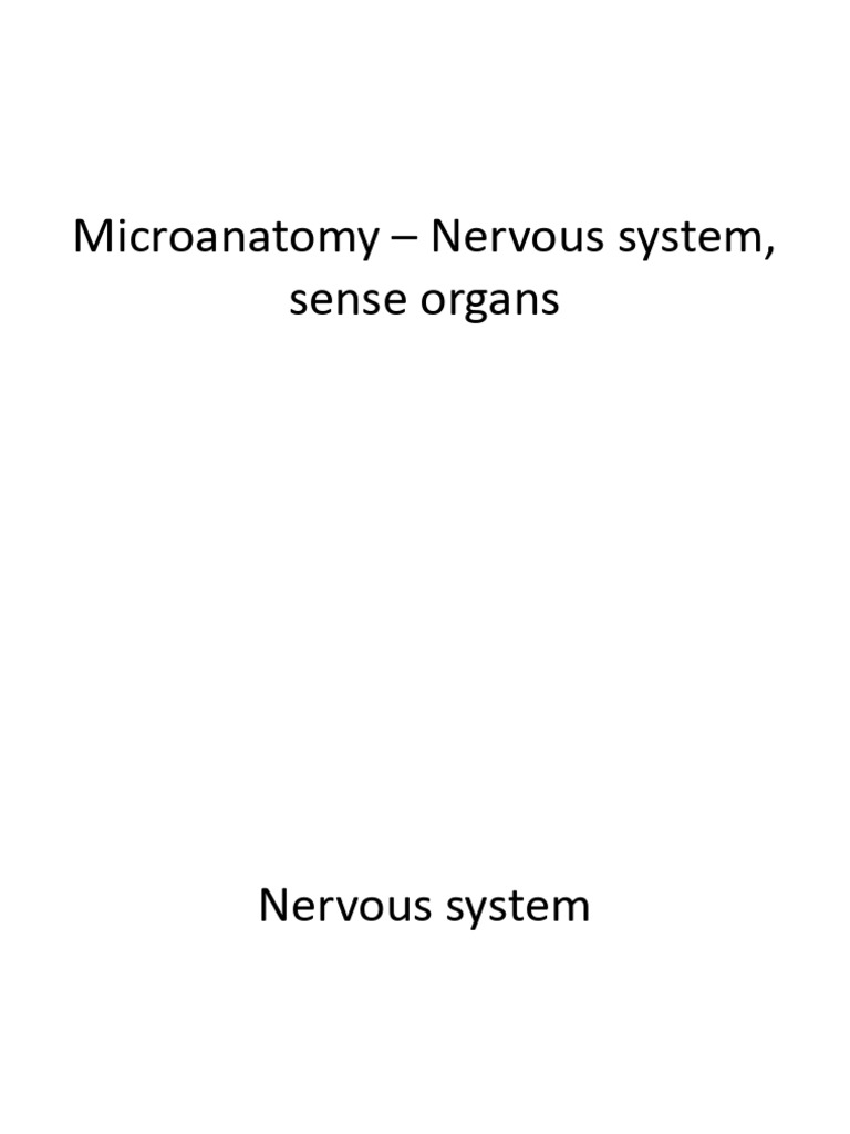 Microanatomy – Nervous System, Sense Organs | PDF | Cerebellum | Nerve
