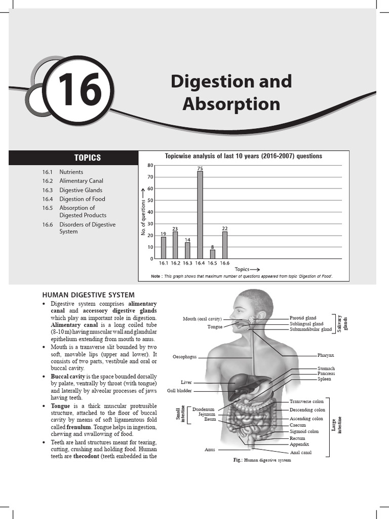 Digestion and Absorption Overview | PDF | Stomach | Gastrointestinal Tract