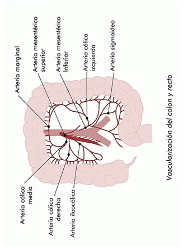 Vascularizacion Colon y Recto | PDF