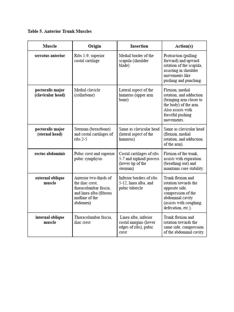 Anterior Trunk Muscles | Download Free PDF | Abdomen | Anatomical Terms Of Motion