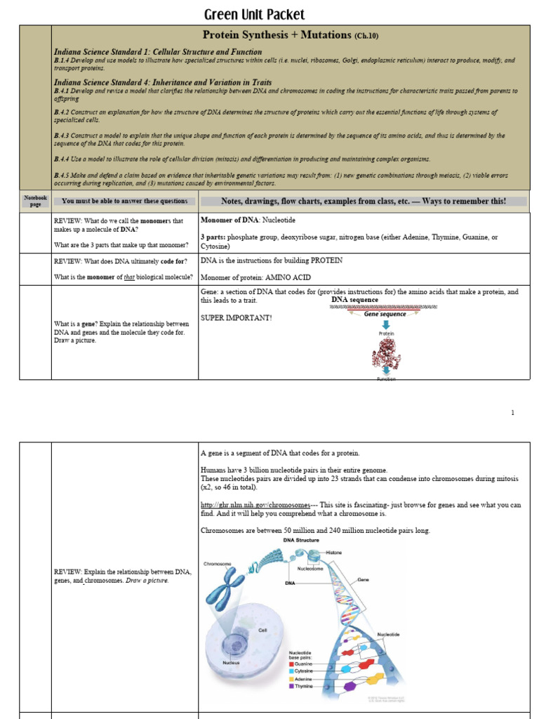Protein Synthesis Completed Green Packet | PDF | Translation (Biology ...