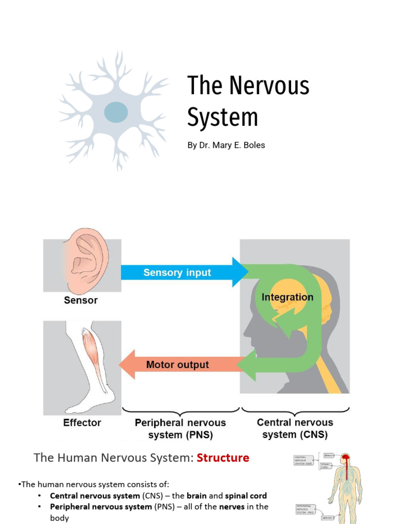 Nervous System Grade 10 | PDF | Neuron | Axon