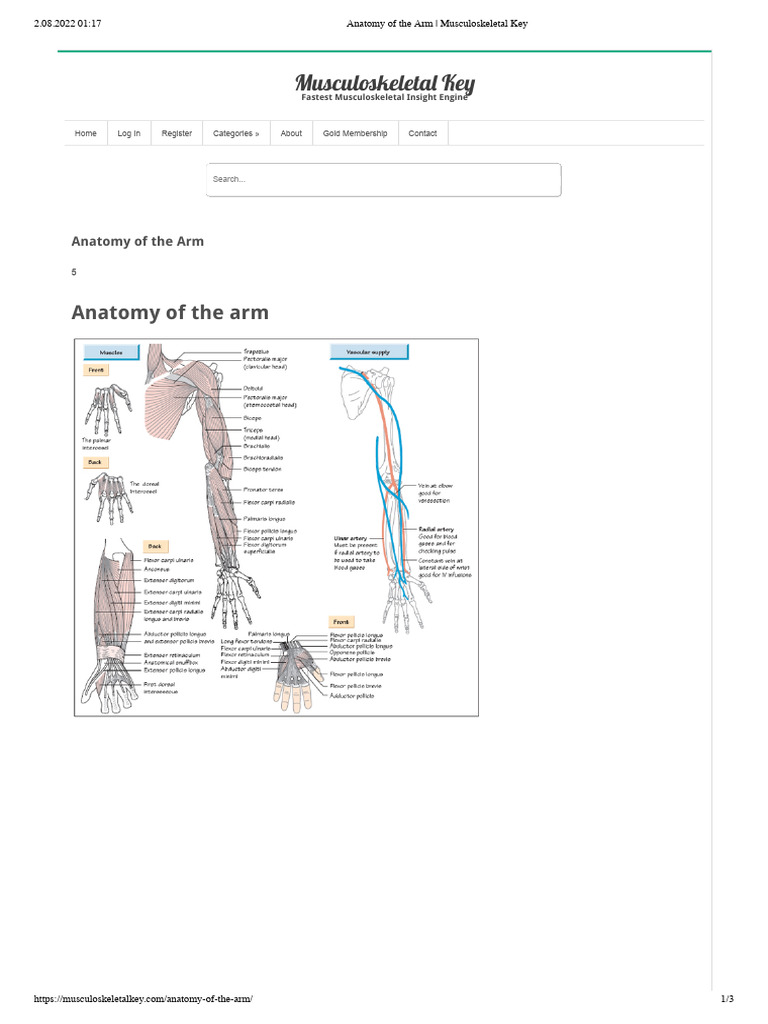 Anatomy of The Arm - Musculoskeletal Key | Download Free PDF | Arm | Hand