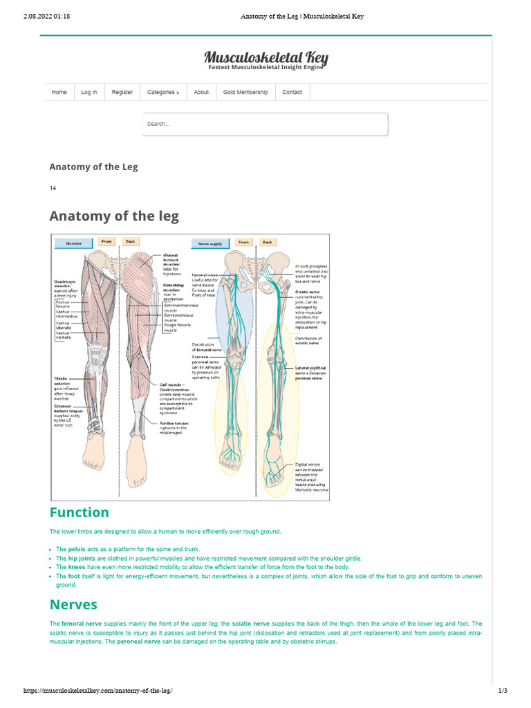 Anatomy of The Leg - Musculoskeletal Key | PDF | Human Leg | Hip