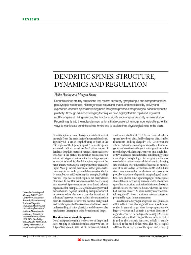 Dendritic Spine Structure and Dynamics | PDF | Long Term Potentiation ...