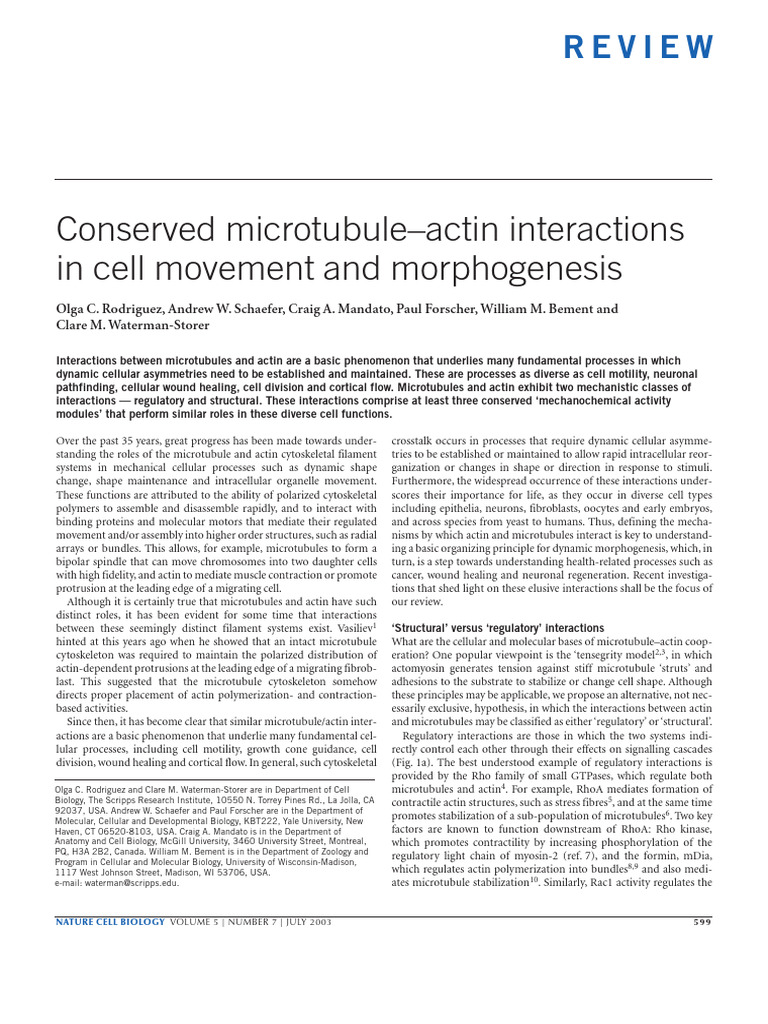 Microtubule-Actin Interactions in Cells | PDF | Microtubule | Actin