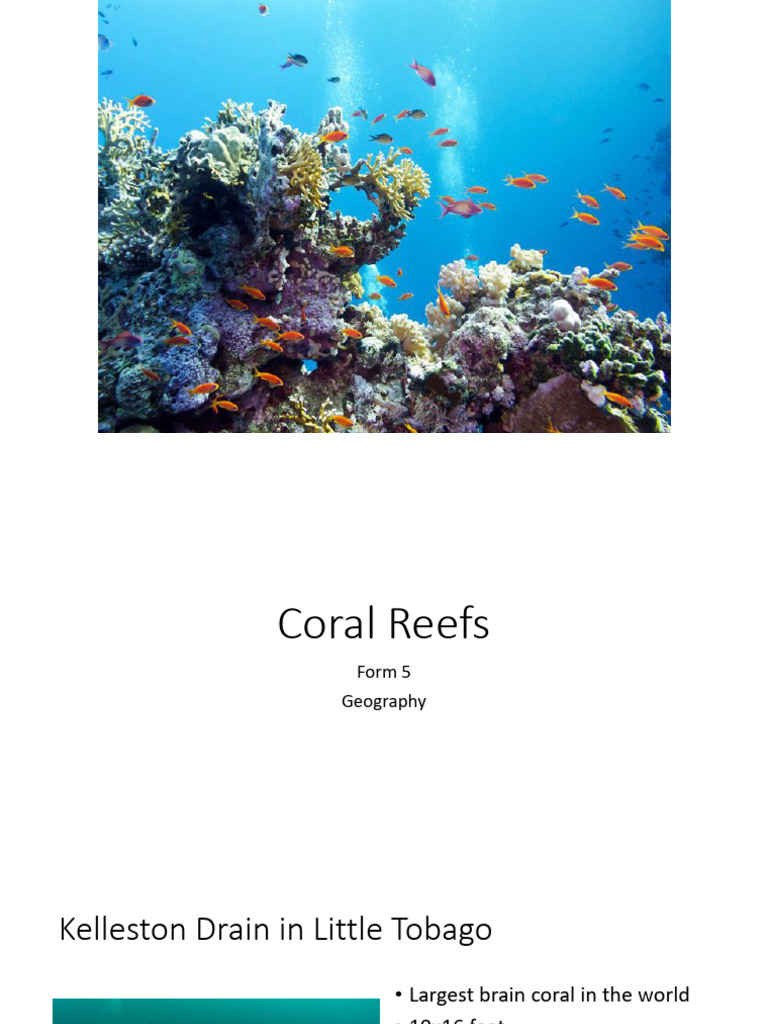 Coral Reef Form 5 | PDF | Coral Reef | Coast