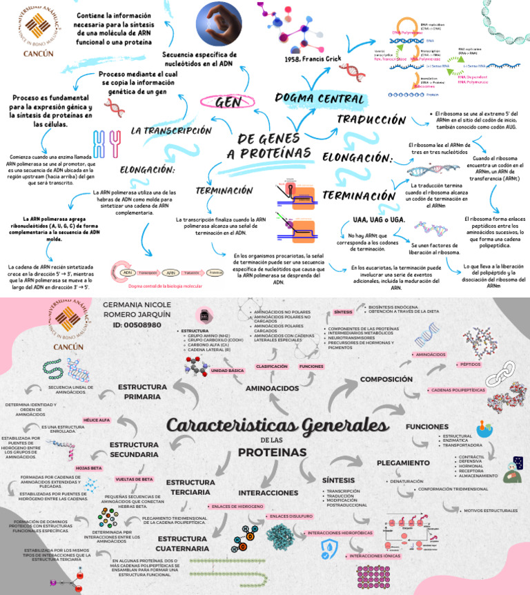 Mapas Mentales Segundo Parcial, Nicole Romero | PDF | Rna | Aminoácidos