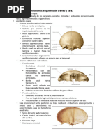 Endobase y Exobase | PDF | Cráneo | Cabeza y cuello humanos
