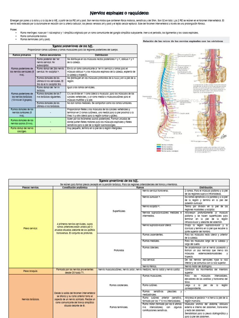 Anatomía de los Nervios Espinales | PDF | Neuroanatomía | Anatomía