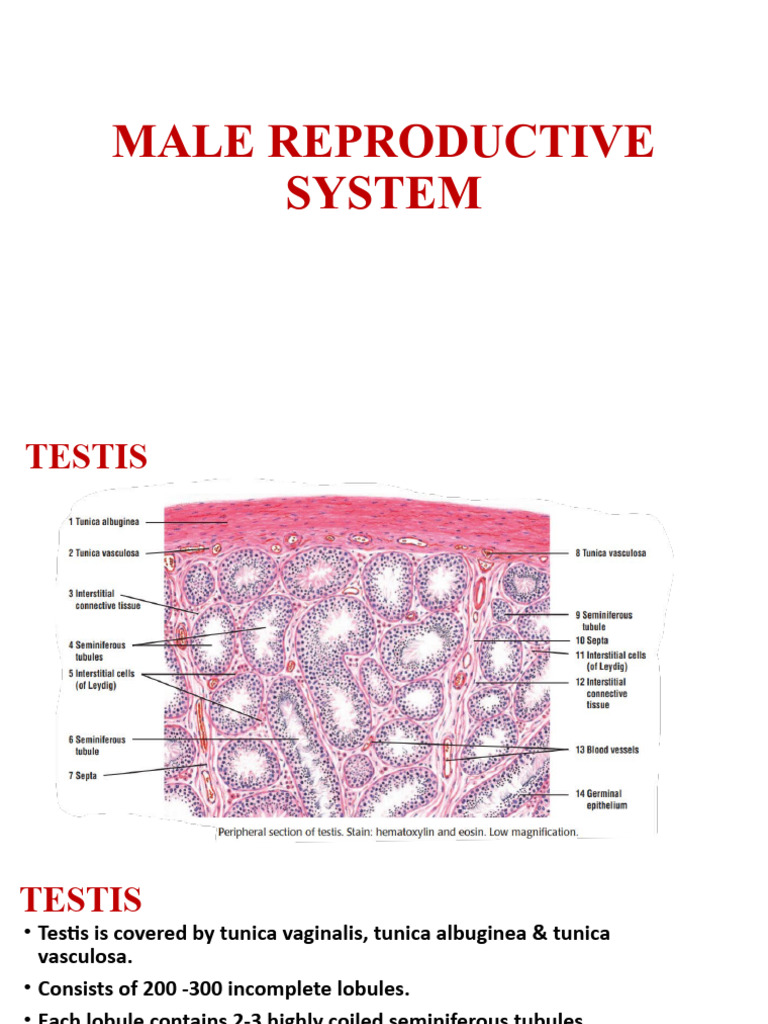 Male Reprod System Pra | PDF
