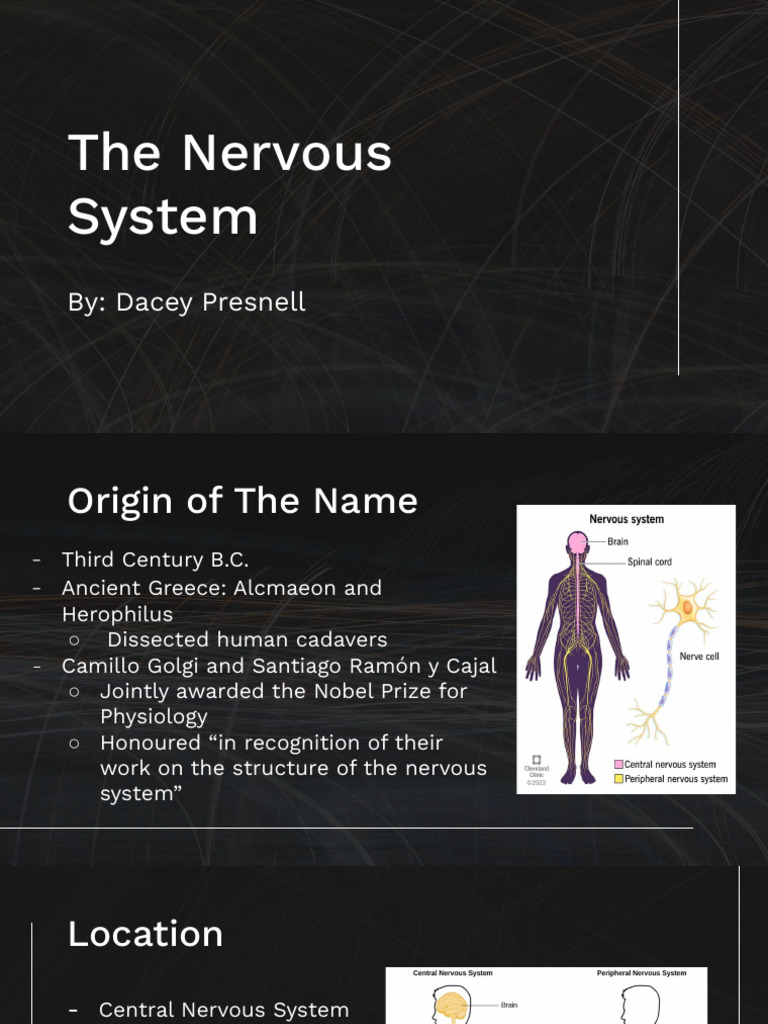 Nervous System Project 1 | PDF | Nervous System | Central Nervous System