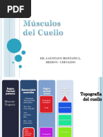 Musculos de La Nuca | PDF | Anatomía humana | Sistema musculoesquelético