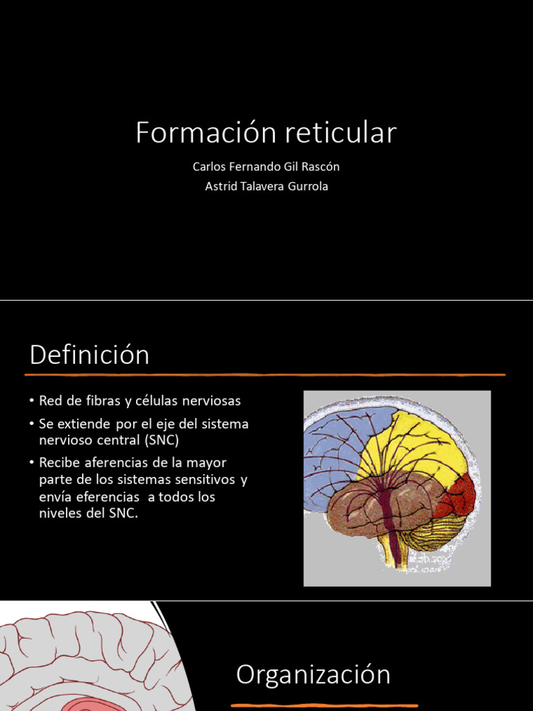 Formación Reticular | PDF | Cerebro | Sistema límbico