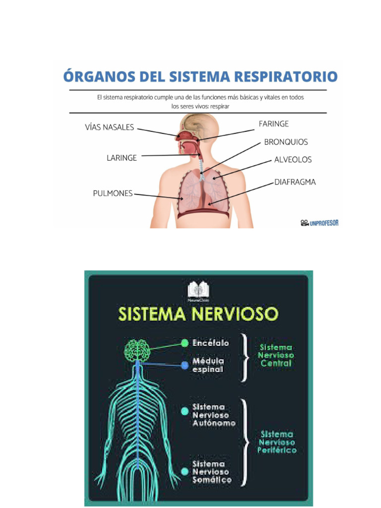Sistema Respiratorio | PDF