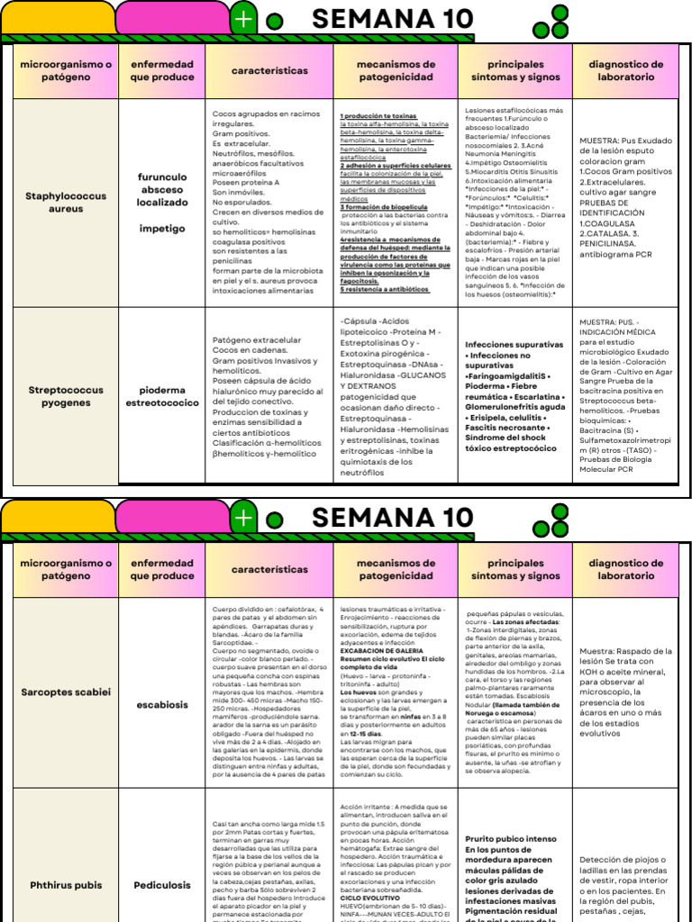 microbiologia semana 10 | PDF | Estreptococo | Lepra
