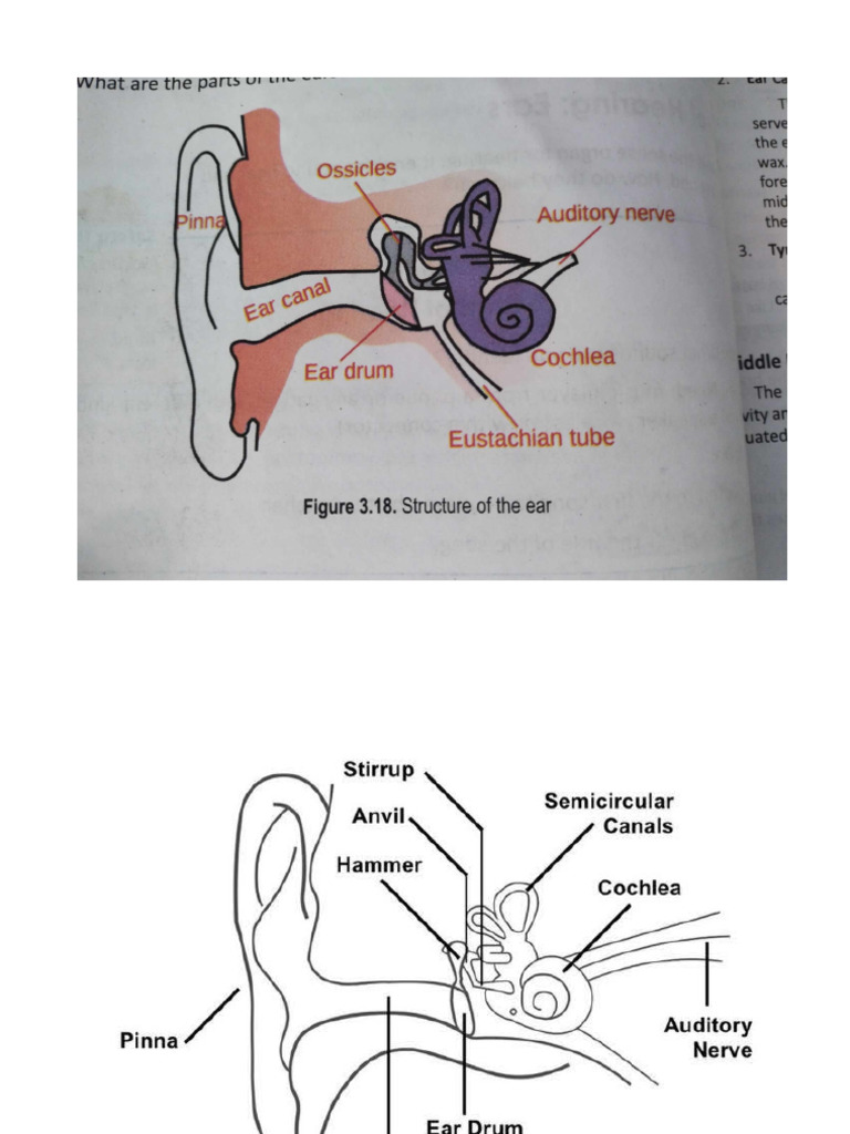 Structure of The Ear Zaimon G3 | PDF