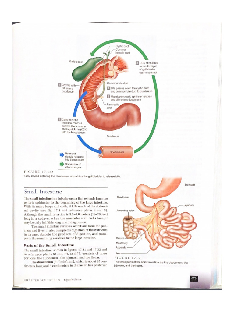 Ch 17 Alimentary Canal III Small Intestine Large Intestine | PDF