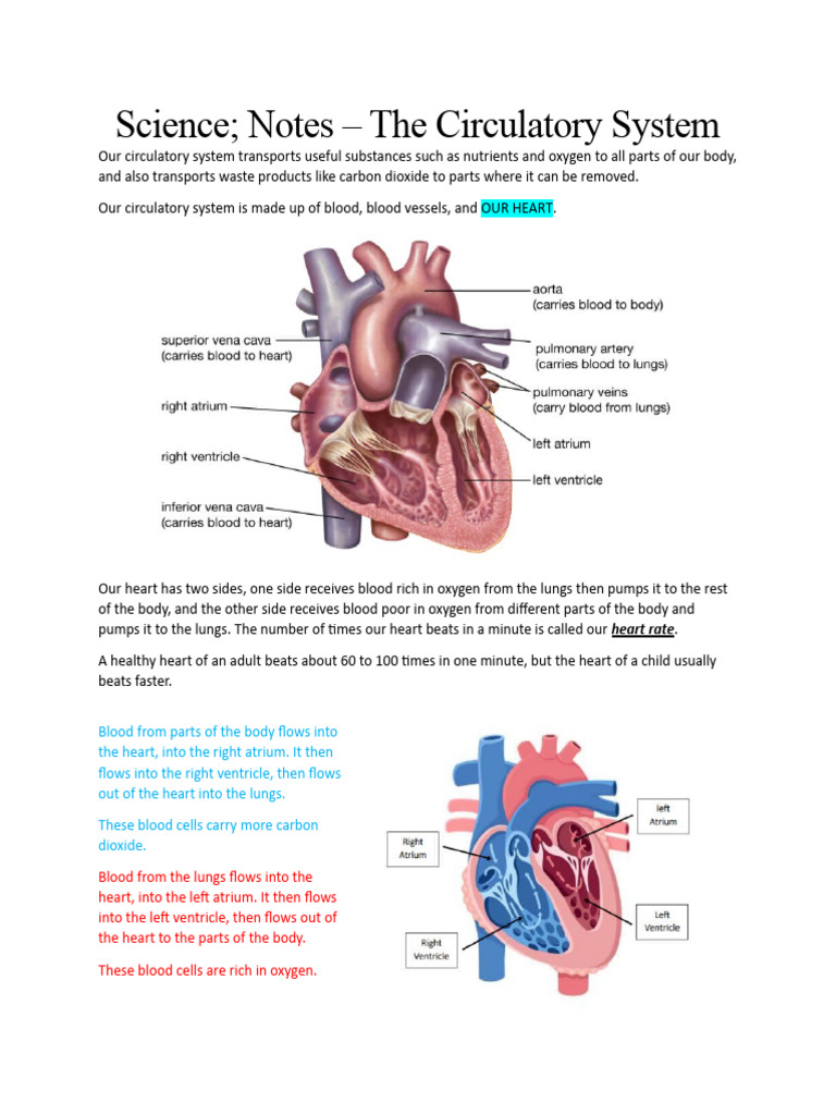 The Circulatory System | PDF | Heart | Blood