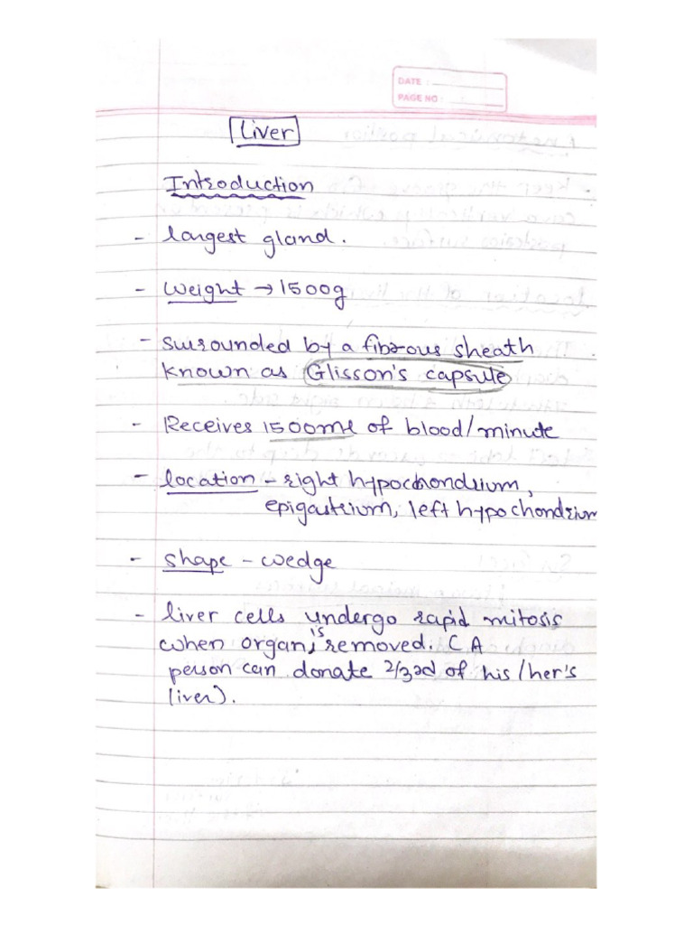 Anatomy of Liver | PDF