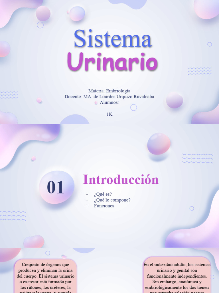 Sistema Urinario | PDF | Sistema urinario | Riñón