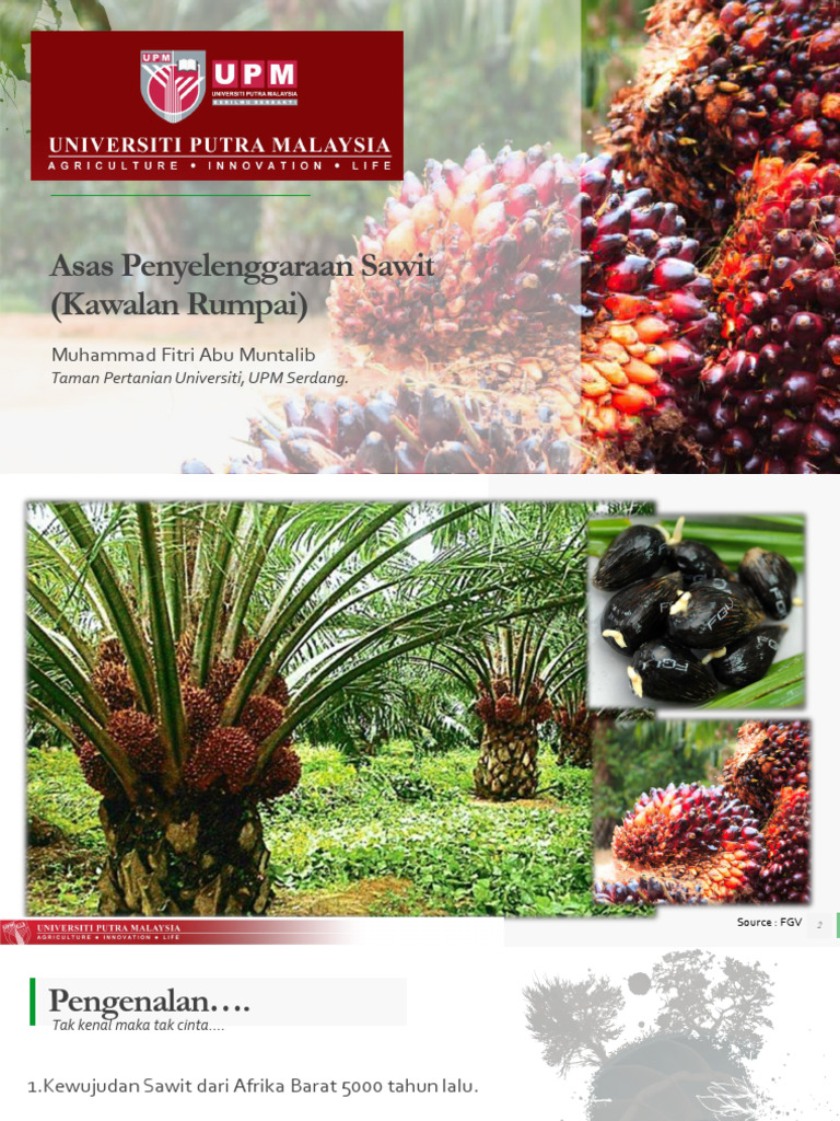 Oil - Palm - Management UCTC UPM | PDF