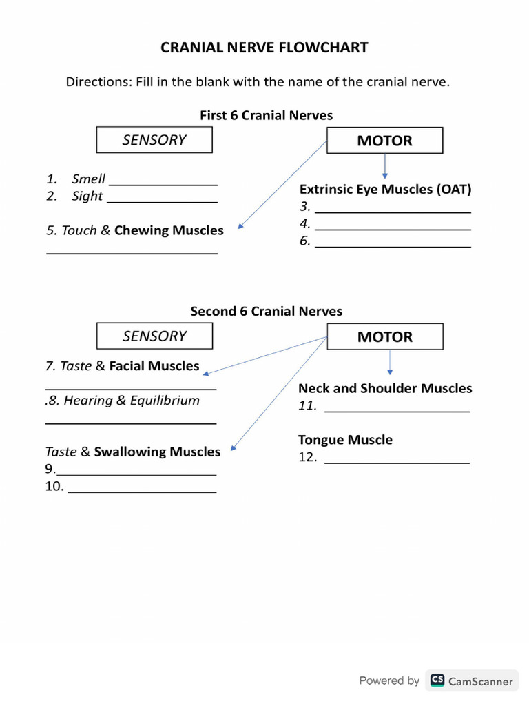 Cranial Nerve Flowchart Student Fillable | PDF