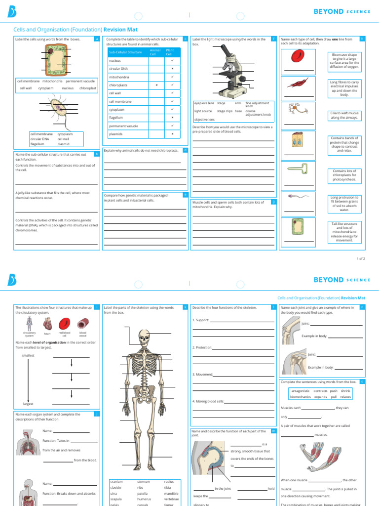 Cells and Organisation Foundation Revision Mat | PDF | Cell (Biology ...