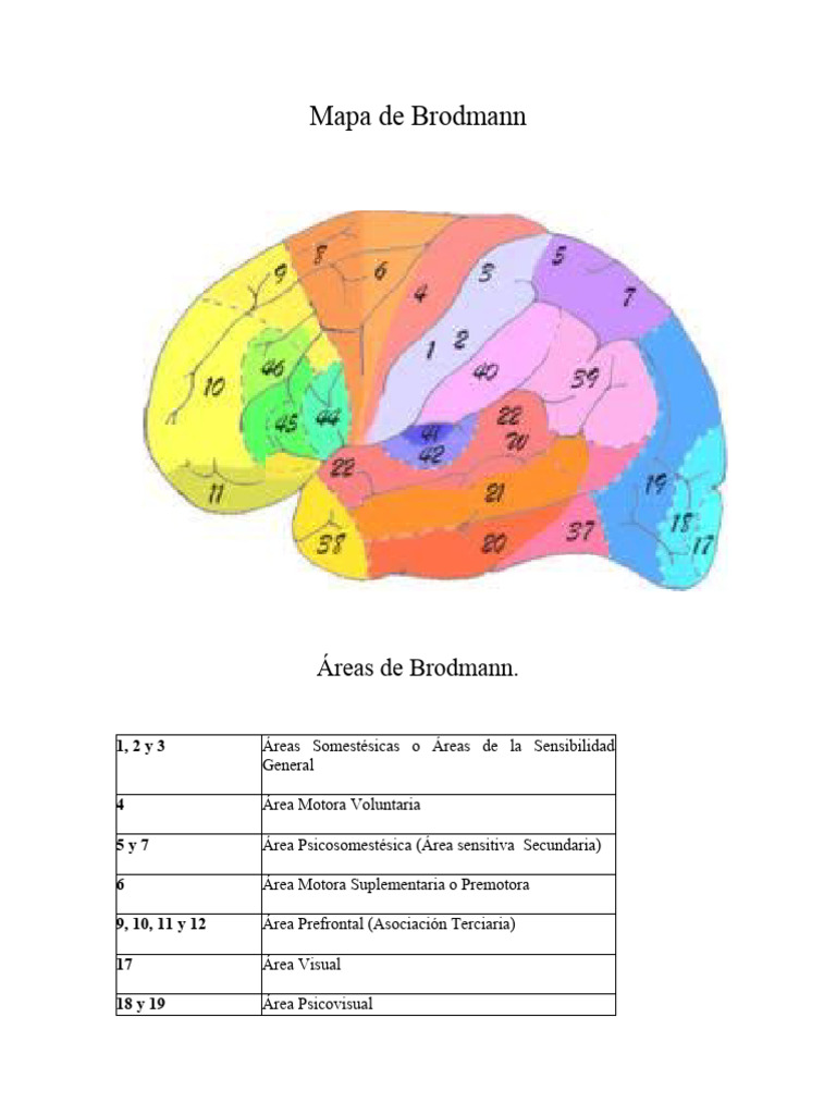 Mapa de Áreas de Brodmann y Lenguaje | PDF